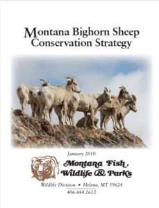 Back from the Dead: Montana Bighorn Sheep Restoration