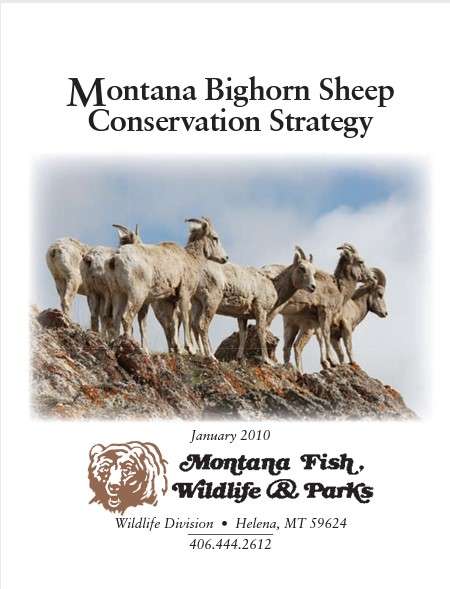 Back from the Dead: Montana Bighorn Sheep Restoration